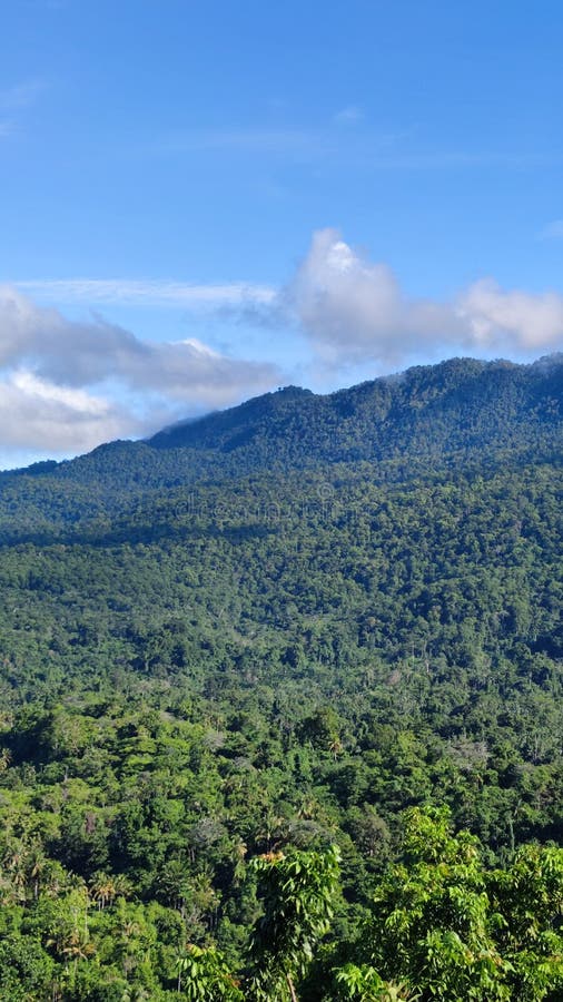 Virgin Forest of Papua New Guinea Stock Image - Image of forest, guinea ...