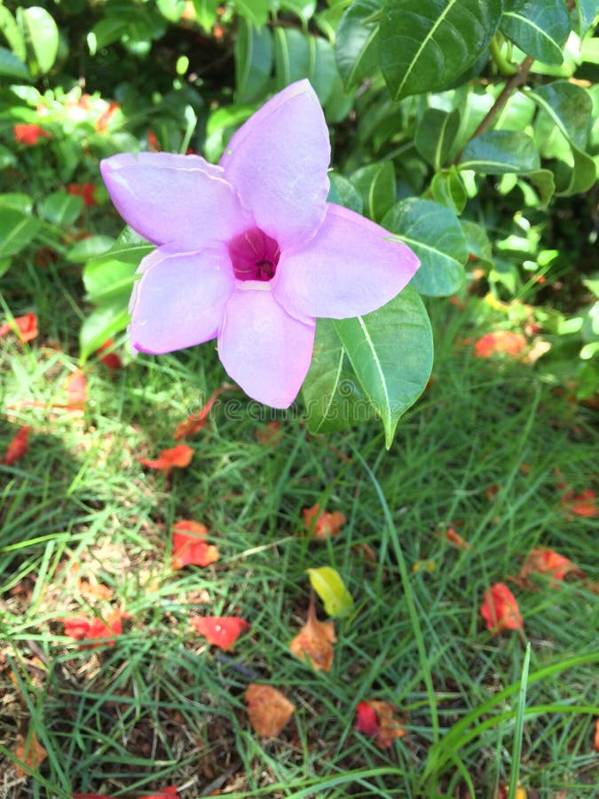 Virgin Islands Flowers stock image. Image of vines, states - 86563491