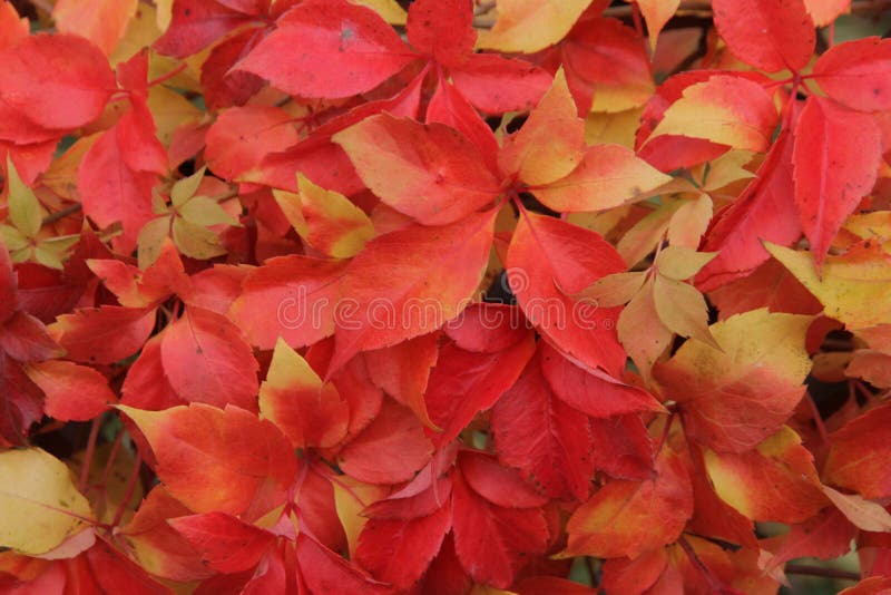 Virgin ivy in autumn stock photo. Image of autumn, detail - 132526984