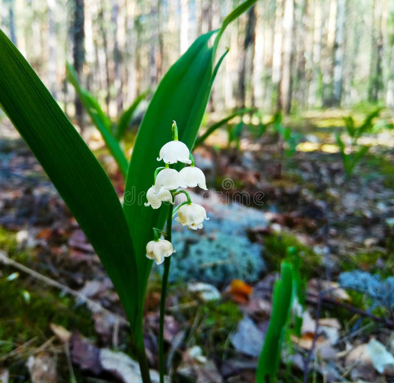 Virgin Nature of Russia. Lilies of the Valley in the Spring Forest ...