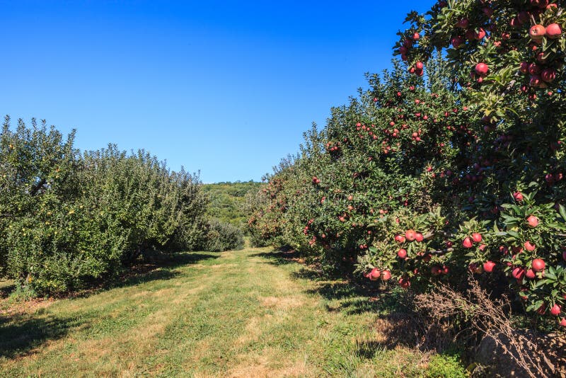 Virginia Apple Orchard stockbild. Bild von geschäft, bauernhof - 33628195