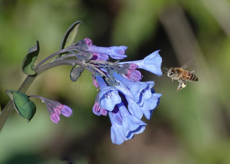 Virginia Blue Bells and Bee Stock Image - Image of beautiful, park ...