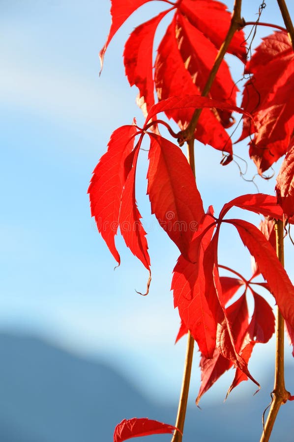 Virginia Creeper stock image. Image of fall, bright, plant - 16322589