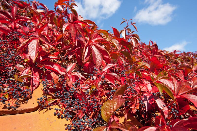 Virginia Creeper stock image. Image of orange, domestic - 21217509