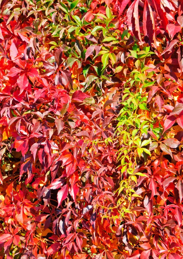 Virginia Creeper in autumn stock photo. Image of virginia - 21497334