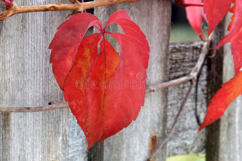 Virginia Creeper Ivy 02 stock image. Image of parthenocissus - 264281497