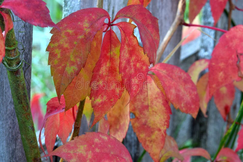 Virginia Creeper Ivy 04 stock photo. Image of virginia - 264281506