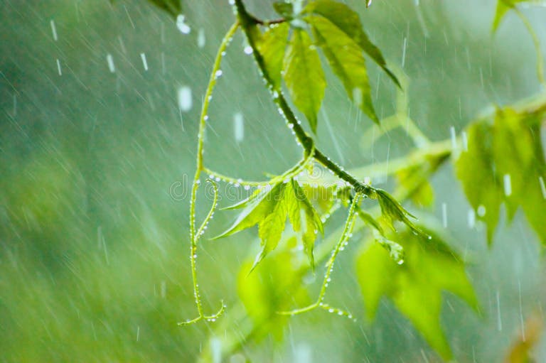Virginia Creeper in Rain stock image. Image of drizzle - 4721465