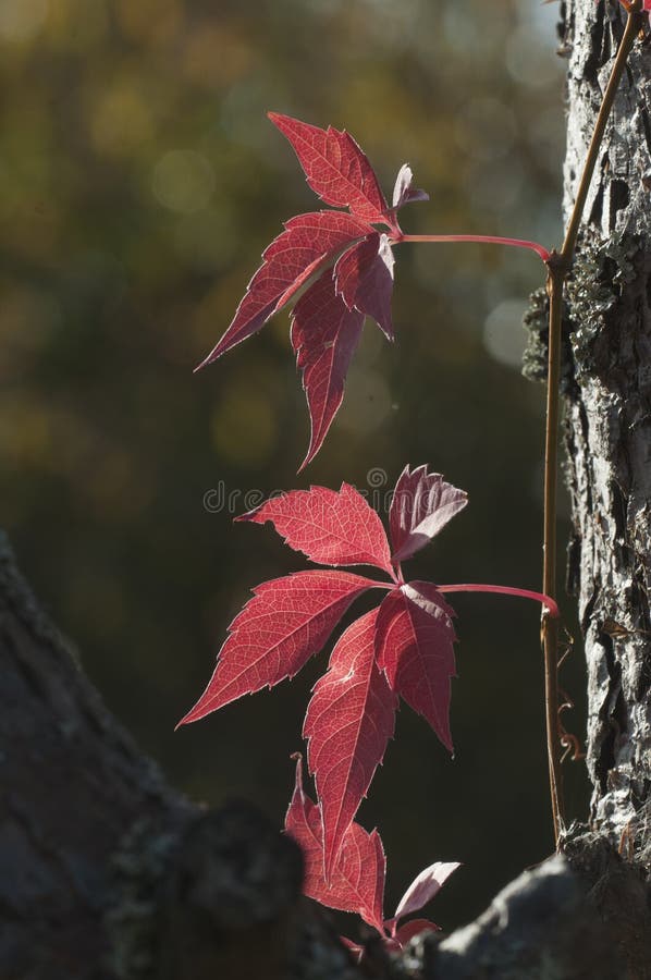 Virginia Creeper Red Autumn Leaves Stock Image - Image of plant, botany ...