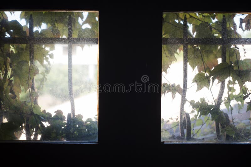 Virginia Creeper in Small Window with Cast Iron Bars Stock Image ...