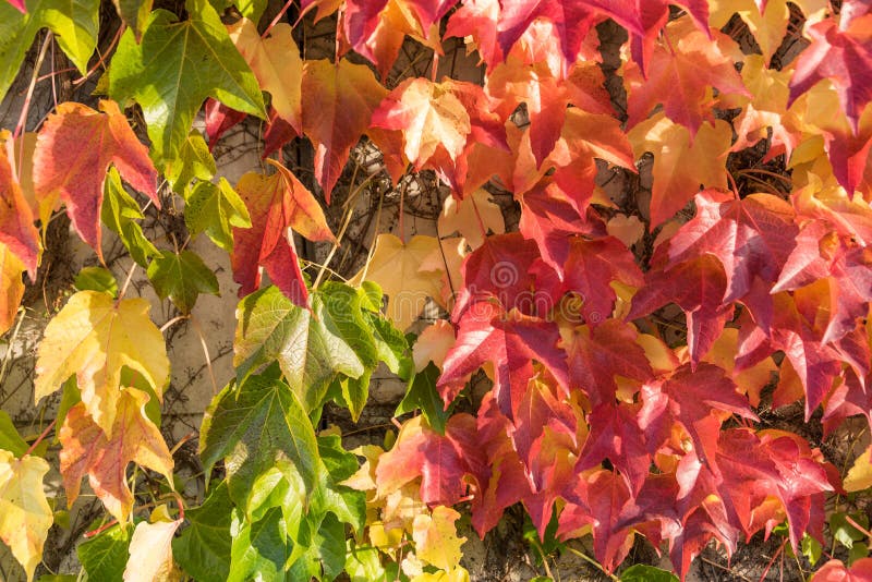 Virginia Creeper with Three-lobed Virgin Vine Stock Image - Image of ...