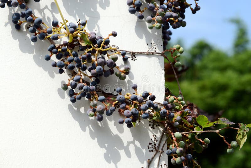 Virginia Creeper on the Wall Stock Photo - Image of outdoors, foliage ...