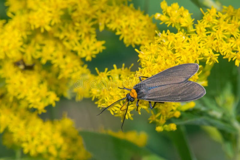 Virginia Ctenucha Moth stock image. Image of pollinate - 75546167