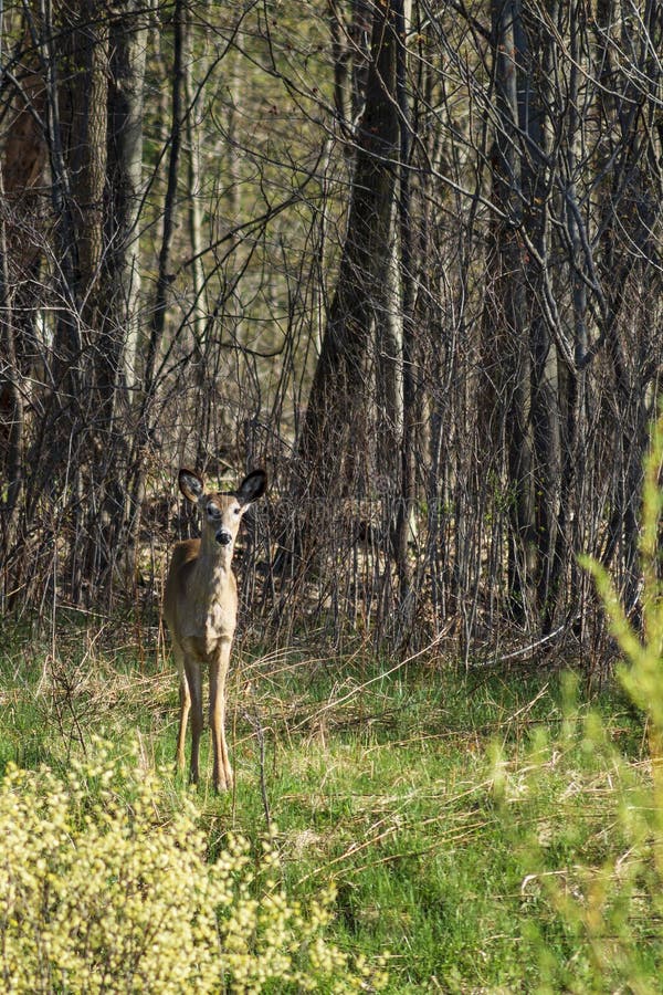 Virginia deer in forest stock image. Image of city, outdoors - 149849009