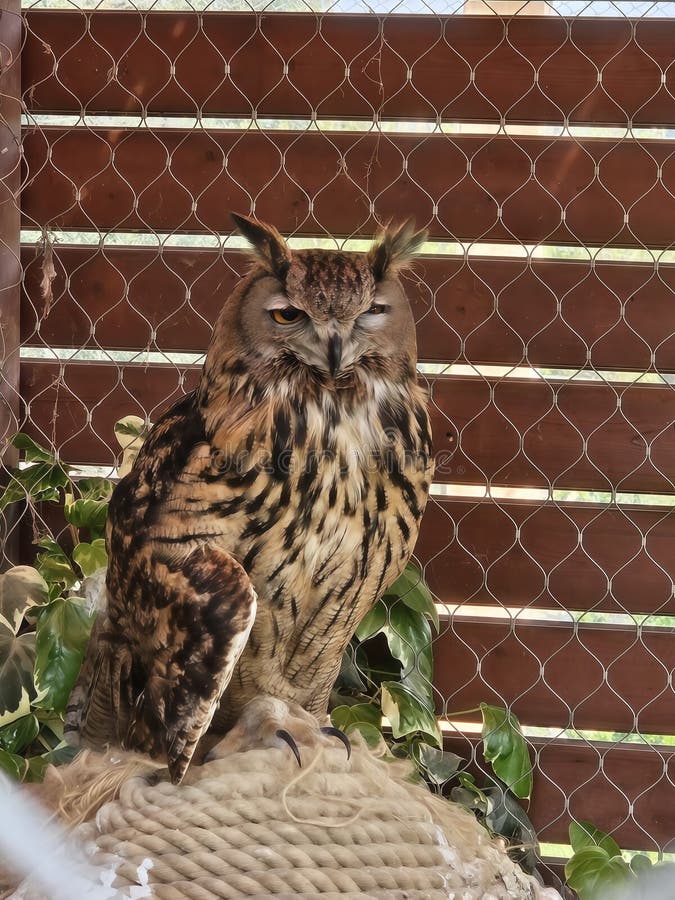 Virginia Eagle-Owl, Baki Zoo, Azerbaijan Stock Photo - Image of baki, eagle: 391723108