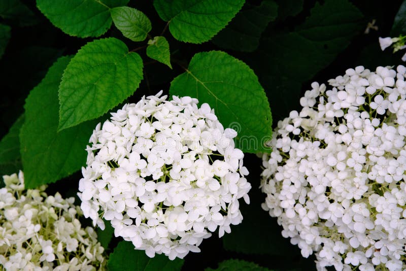 Virginia Hydrangea, Smooth Hydrangea, Sevenbark Stock Photo - Image of ...