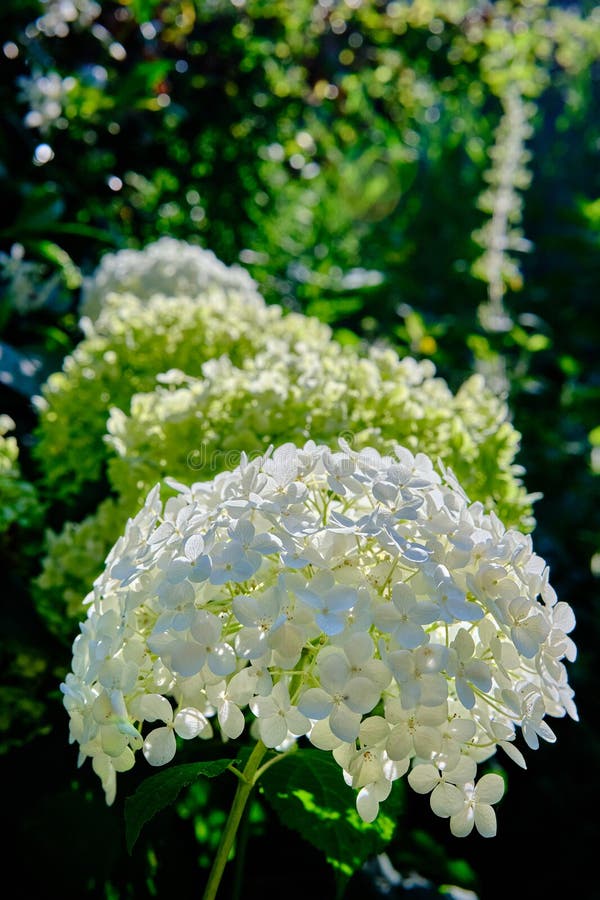 Virginia Hydrangea, Smooth Hydrangea, Sevenbark Stock Image - Image of ...