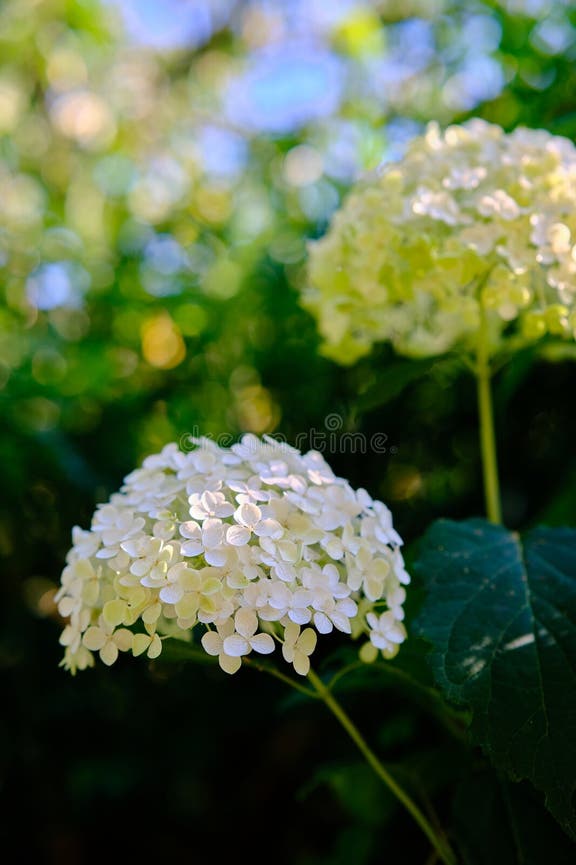 Virginia Hydrangea, Smooth Hydrangea, Sevenbark Stock Image - Image of ...