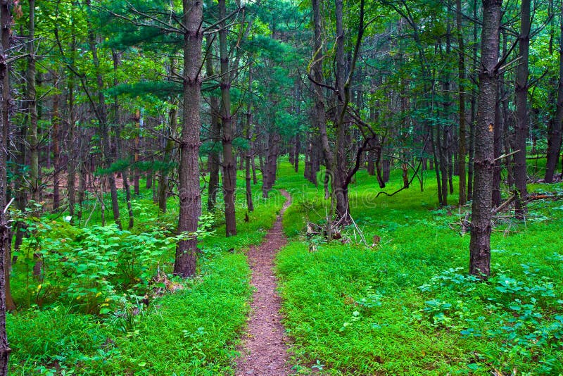 Virginia Lush Forest Trail stock photo. Image of forestry - 14443940