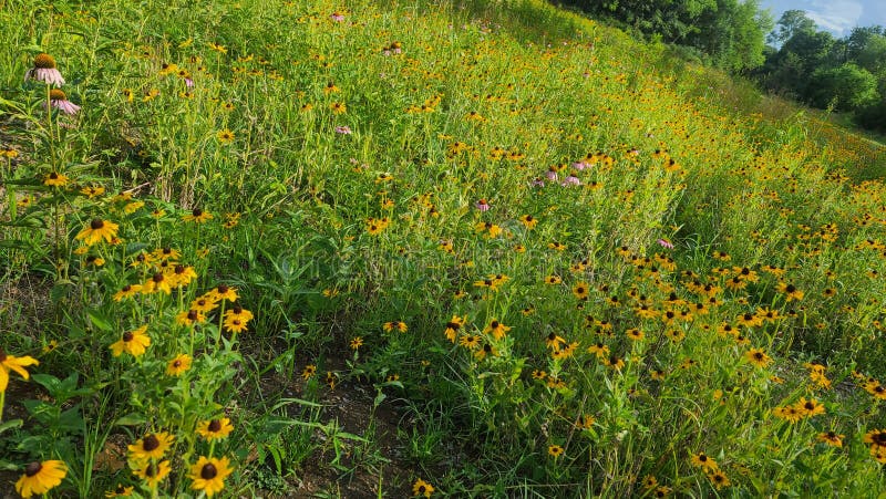 Virginia Native Wildflower Field Stock Image - Image of vegetation ...