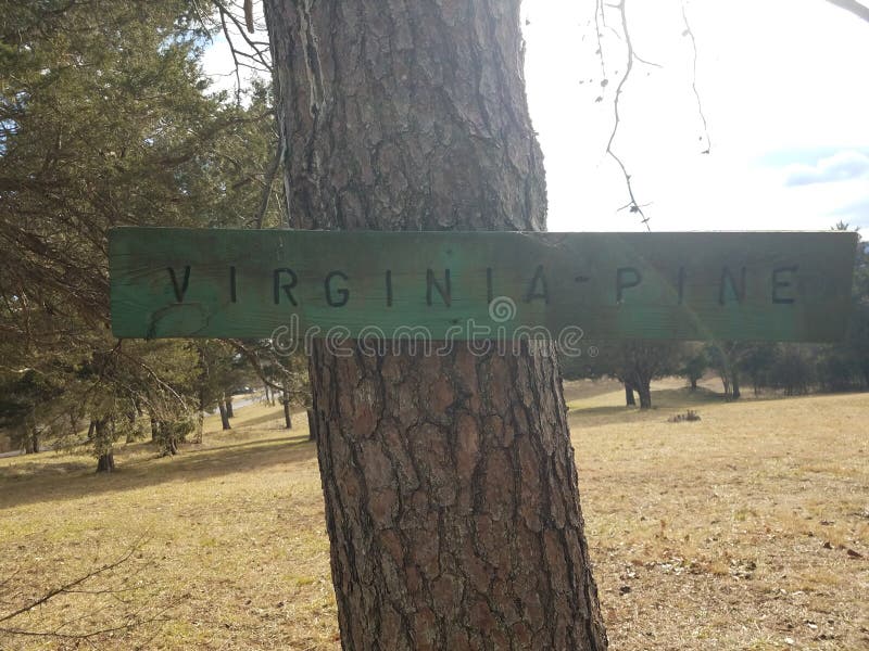Virginia Pine Sign on Tree Trunk in Lawn or Yard Stock Image - Image of ...