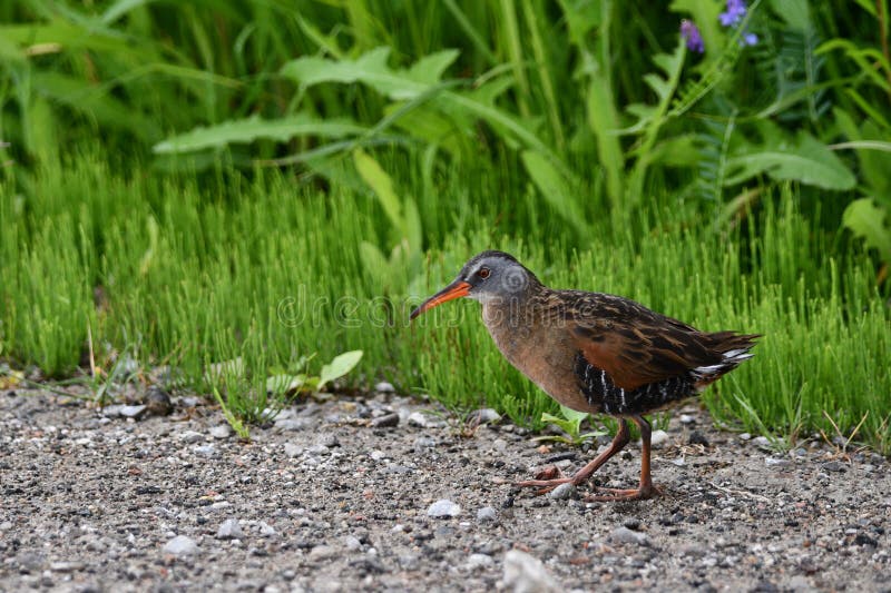 Virginia Rail Bird Walking through a Marsh Stock Image - Image of ...