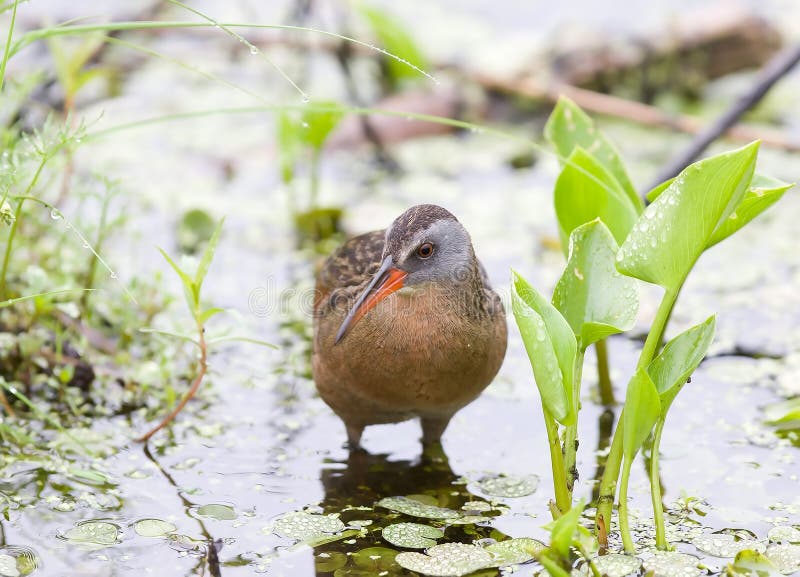 Virginia Rail Walking in the Marsh Stock Image - Image of wild, rail ...