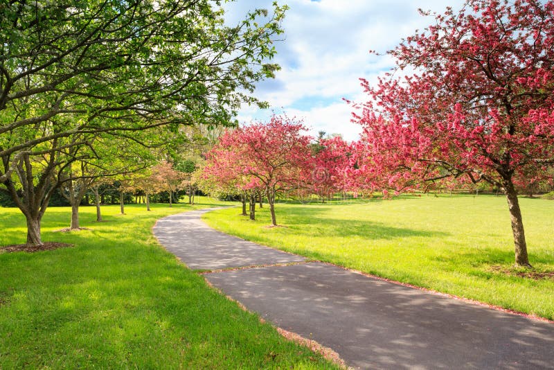 Virginia Spring Background Crabapple Trees Foto de archivo - Imagen de ...