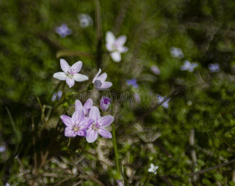 Virginia Spring Beauty Wildflower in Early Spring, Oklahoma Stock Image ...