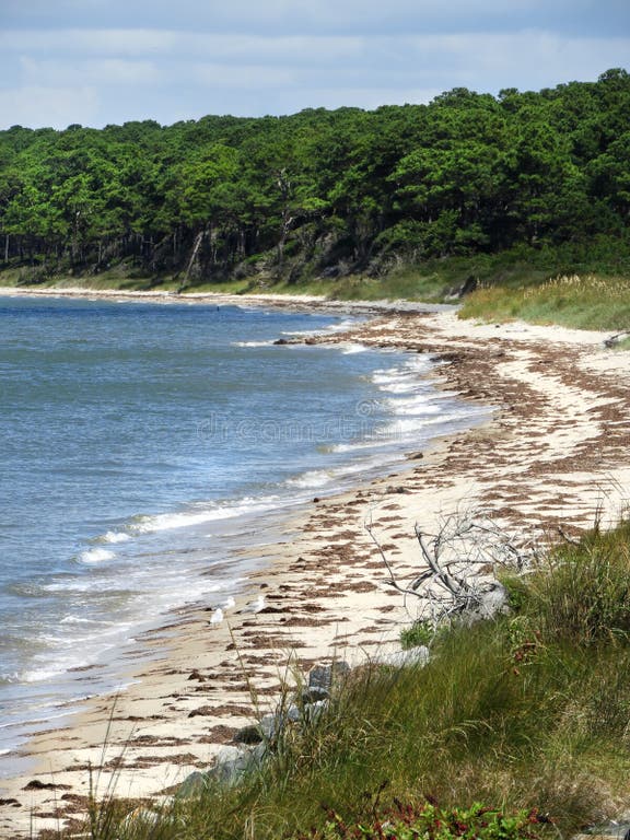 Virginia Beach Summer Coastal Chesapeake Shoreline Ecosystem Stock ...