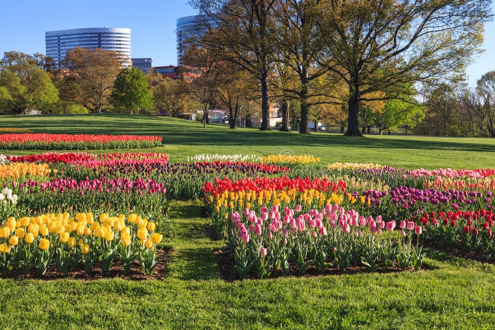Virginia Tulip Field Spring Landscape Foto de archivo - Imagen de campo ...