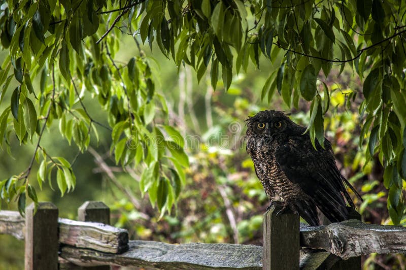 159 Nasse Eule Fotos - Kostenlose und Royalty-Free Stock-Fotos von ...