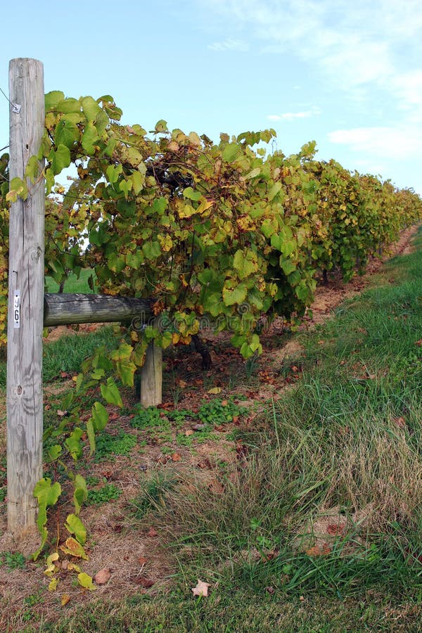Virginia Vineyard in the Fall Stock Photo - Image of organic, green ...