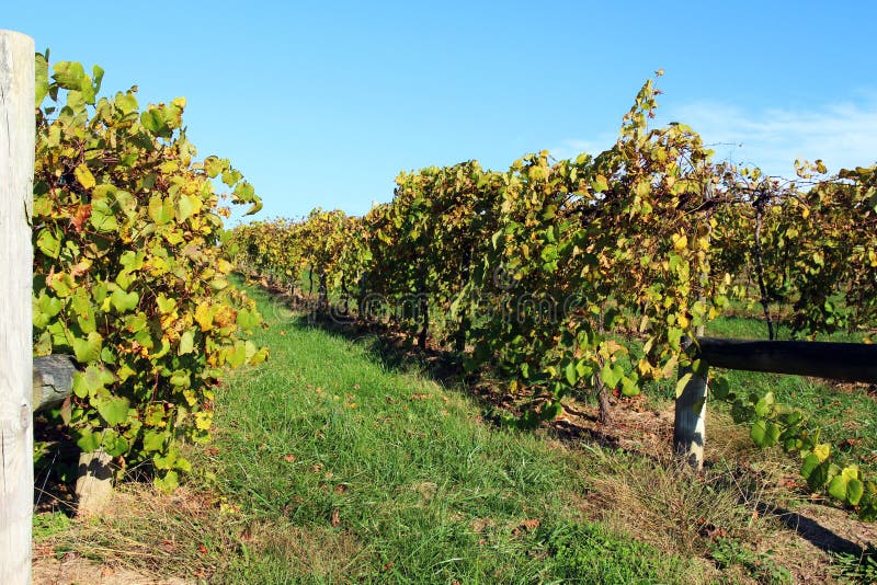 Virginia Vineyard in the Fall Stock Photo - Image of vertical, rural ...