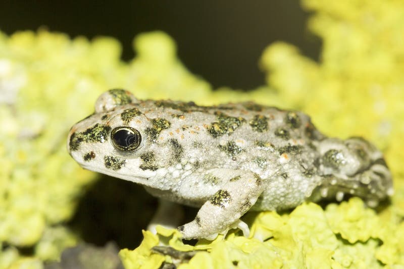 Viridis De Bufo/crapaud Vert Photo stock - Image du saut, durée: 12103784