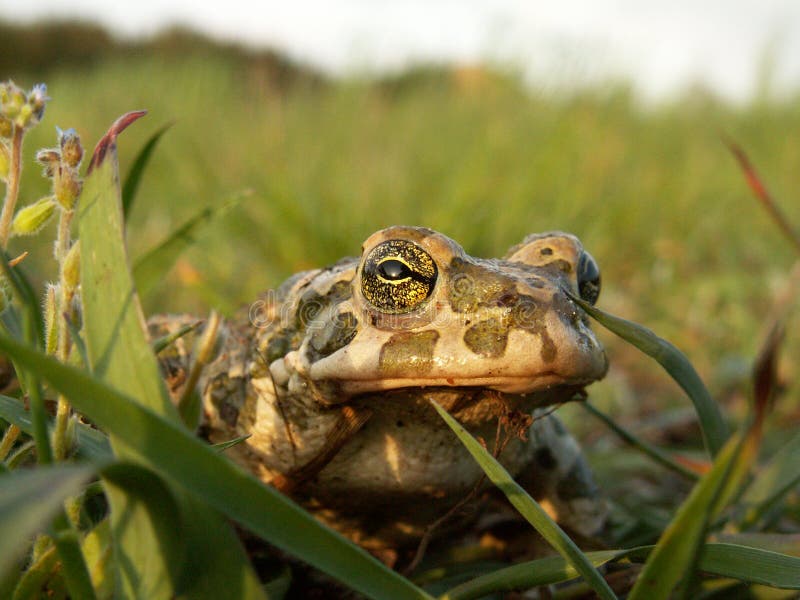 Viridis Verdes Europeos De Bufo Del Sapo Imagen de archivo - Imagen de ...