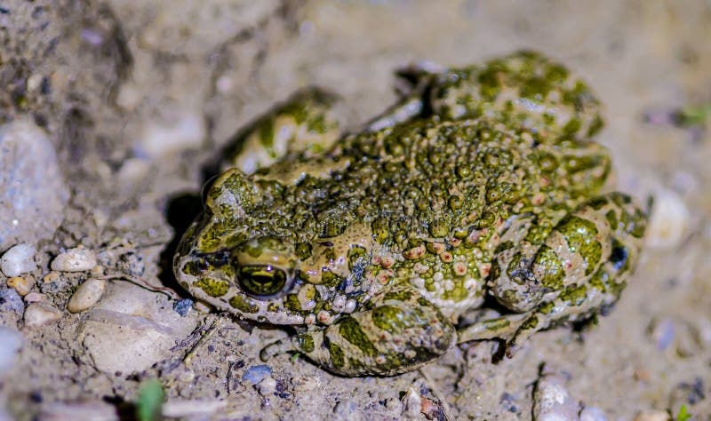 Viridis Verts De Bufotes De Crapaud Photo stock - Image du grenouille ...