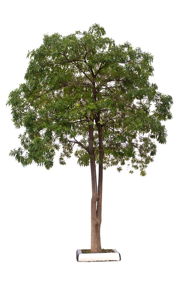 Virtuous prince Tree stock photo. Image of life, nature - 21278262