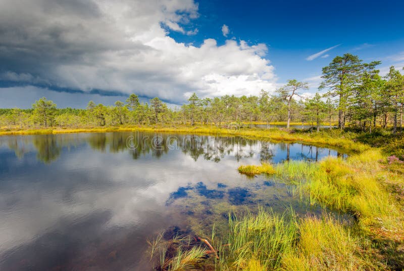 Viru Bog in Lahemaa National Park, Estonia Stock Image - Image of green ...