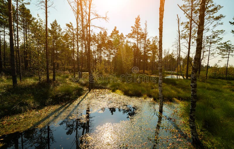 Viru Raba swamp lake stock image. Image of estonia, scenic - 347159847