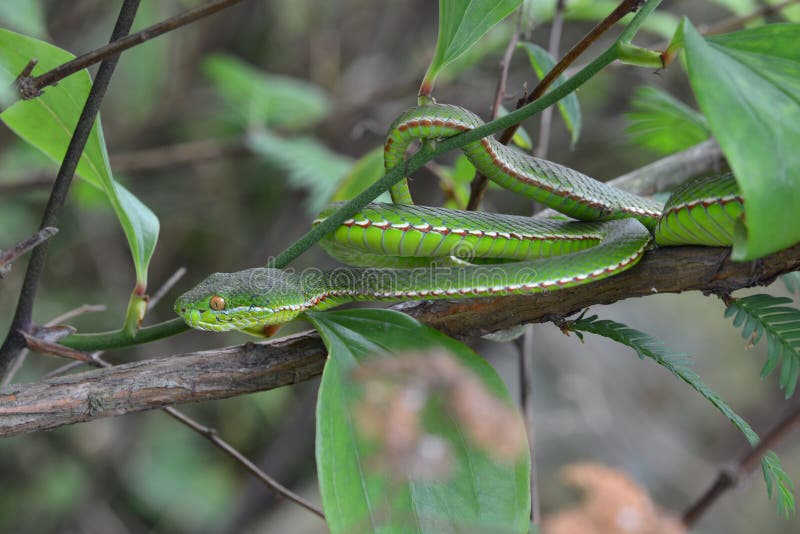 Top Ten Snake Skin Stock Photos - Free & Royalty-Free Stock Photos from ...