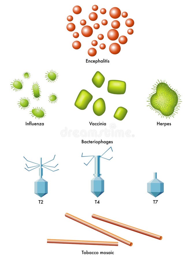 Diagram of Complement Pathway Stock Vector - Illustration of complement ...