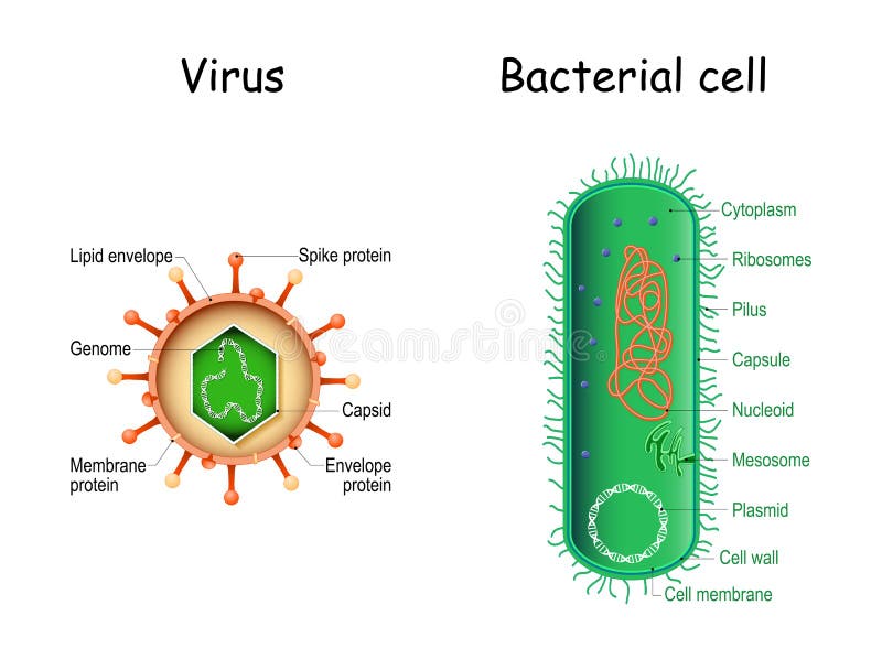 Bacteria Cell Structure