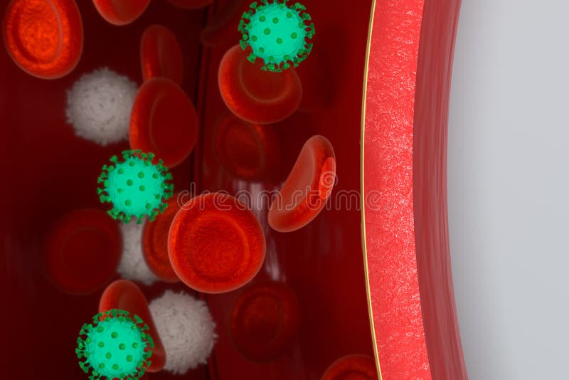 Red and White Blood Cells in the Blood Vessel, 3d Rendering Stock ...