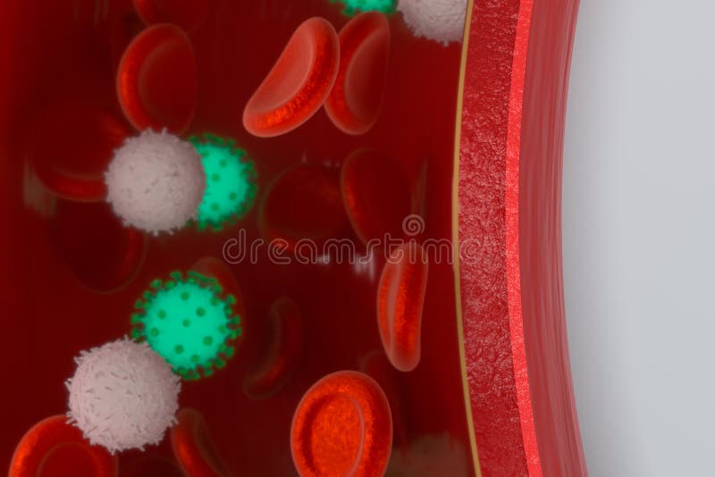 Red and White Blood Cells in the Blood Vessel, 3d Rendering Stock ...
