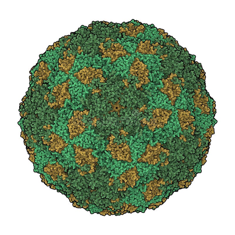 Structure De Sérotype Du Virus Aphteux A22 Illustration Stock ...