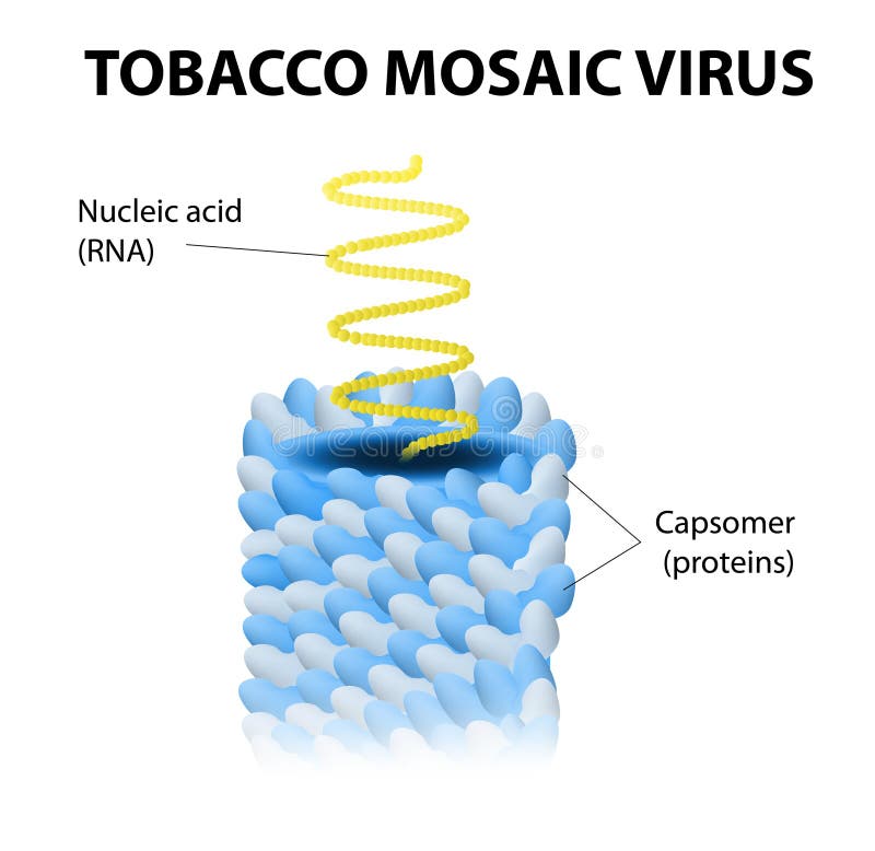 Tobacco Mosaic Virus