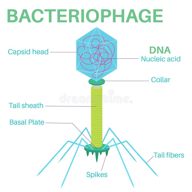 Structure of the Bacteriophage. it is a Virus. Stock Vector ...
