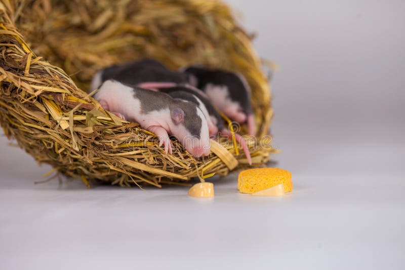 Virus Isolation Concept. Rat Rat Nest Stock Image - Image of research ...
