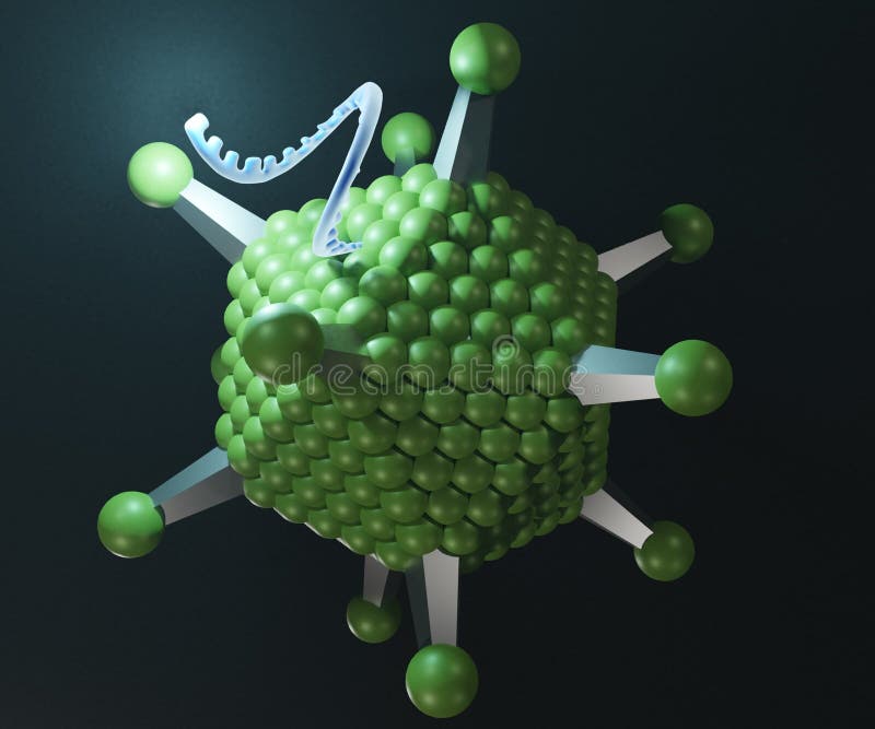 Virus-Polyhedrale Morphologie Mit Einer Einzigen Gestrandeten DNA Auf ...
